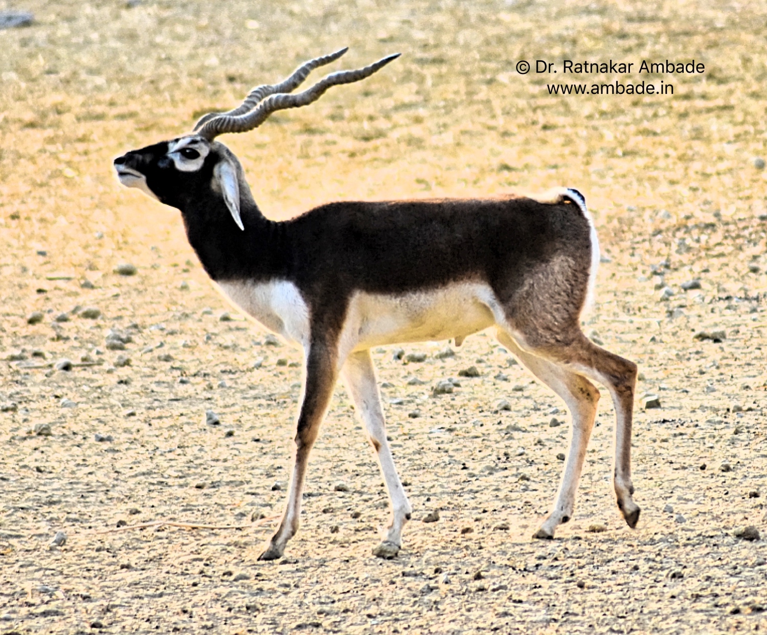 Black buck Deer